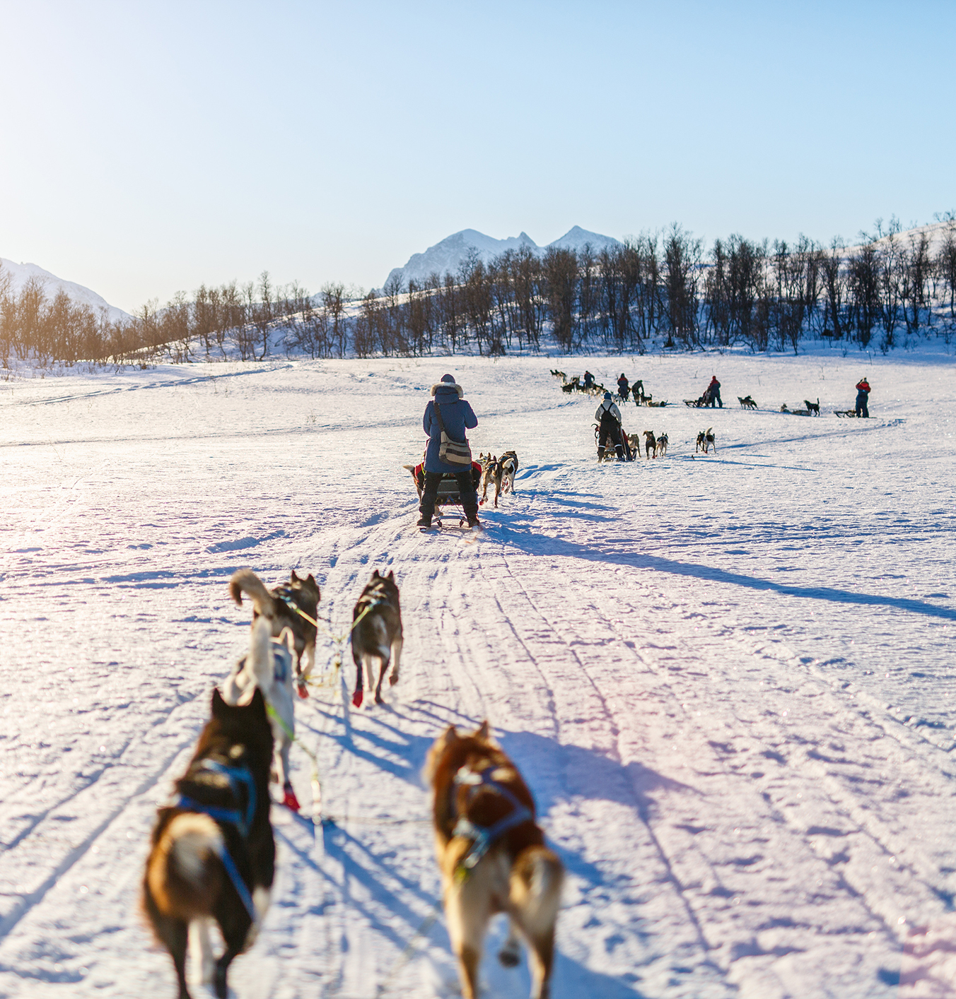 My 200-mile Arctic dog-sledding trip was the ultimate adventure for ...