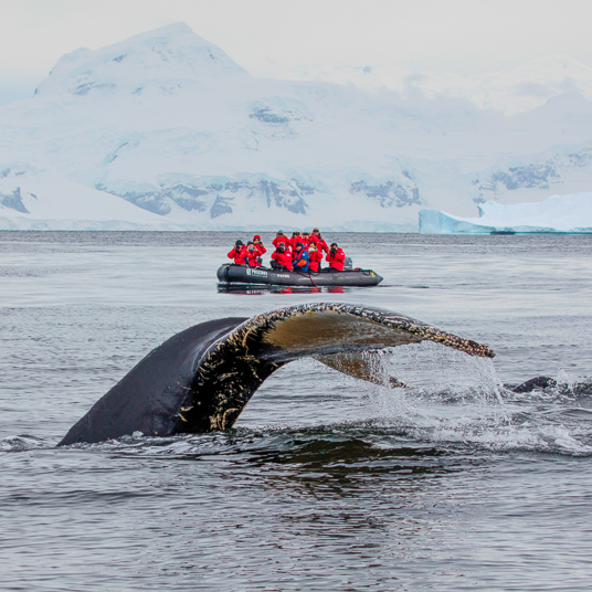 Antarctica: the Final Frontier | Solo Travel Antarctica | Flash Pack